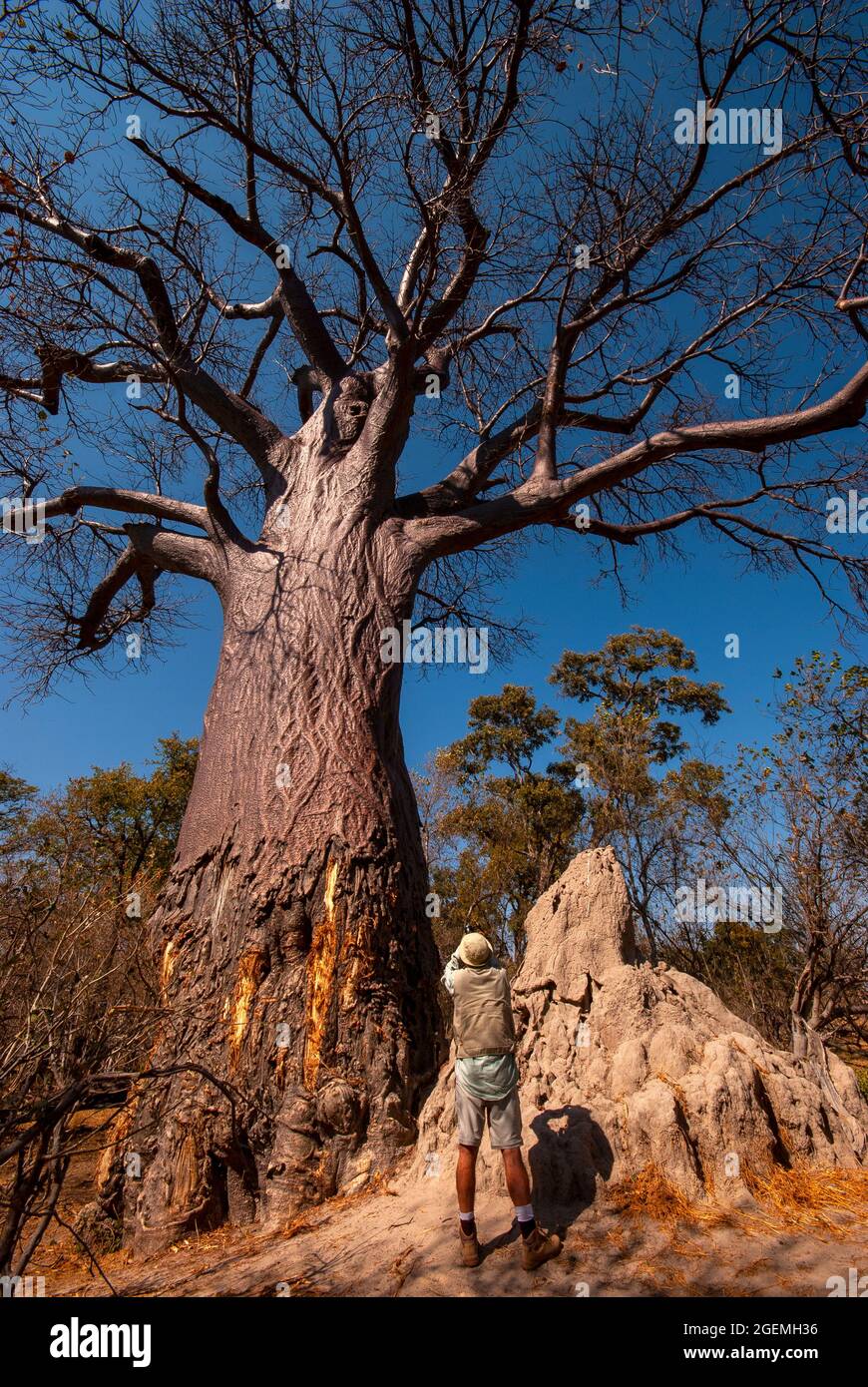 Baobab tree with a big part of his trunk ripped by elephants that do it ...