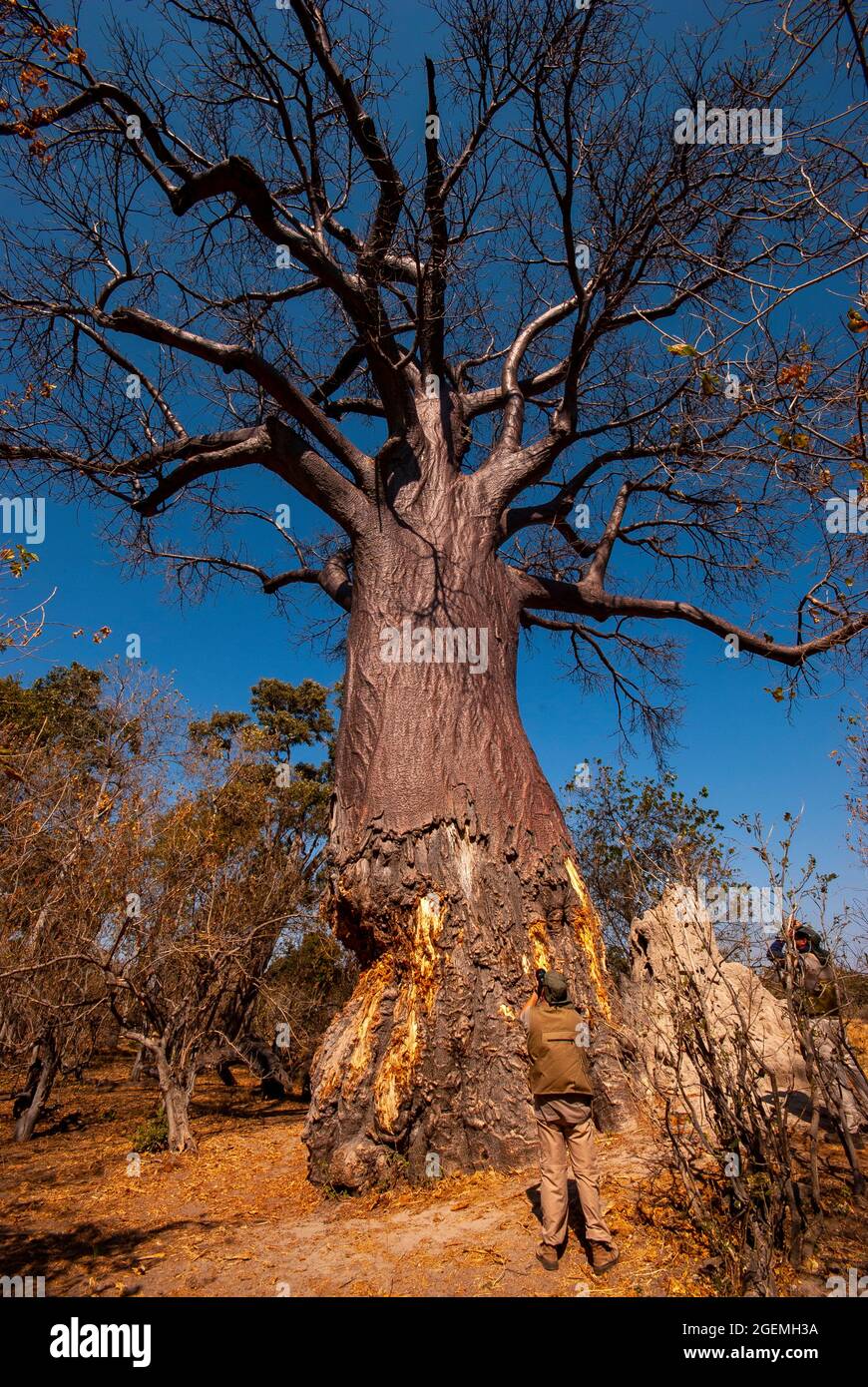 Baobab tree with a big part of his trunk ripped by elephants that do it ...