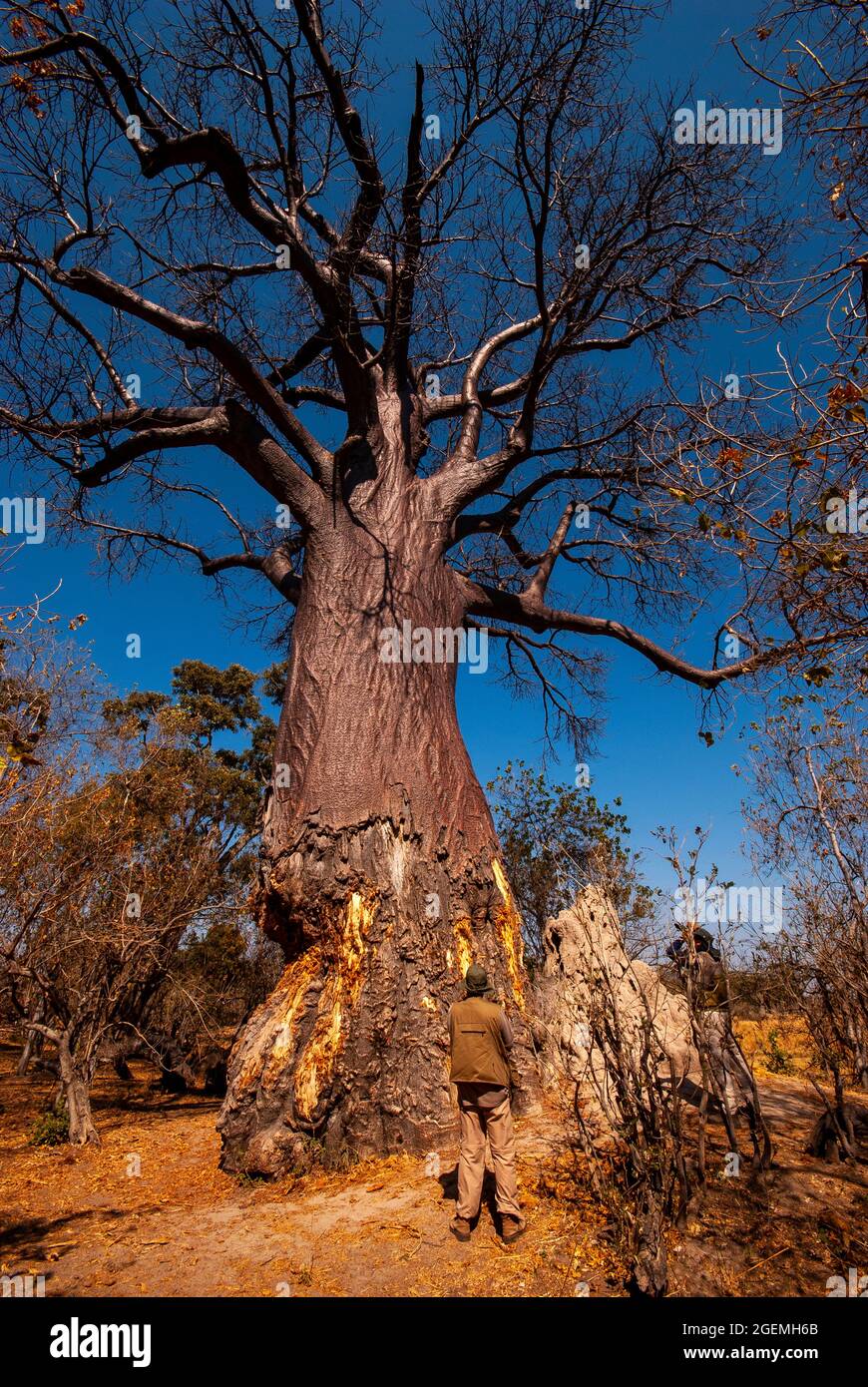 Baobab tree with a big part of his trunk ripped by elephants that do it ...