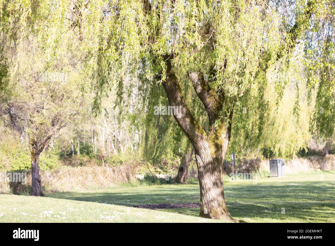 Large willow tree growing in the middle of a park on a bright sunny day ...