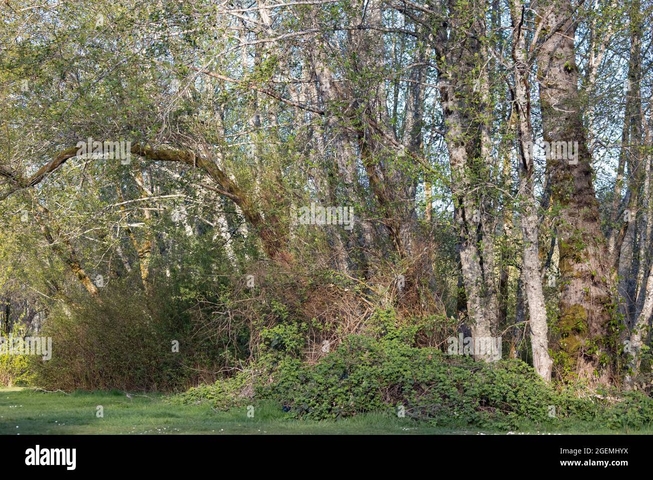 branches of trees and bushes hanging over the edge of a large grassy ...
