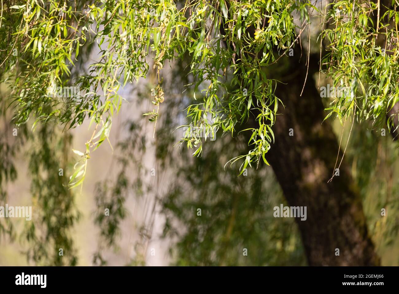 Large willow tree growing in the middle of a park on a bright sunny day ...