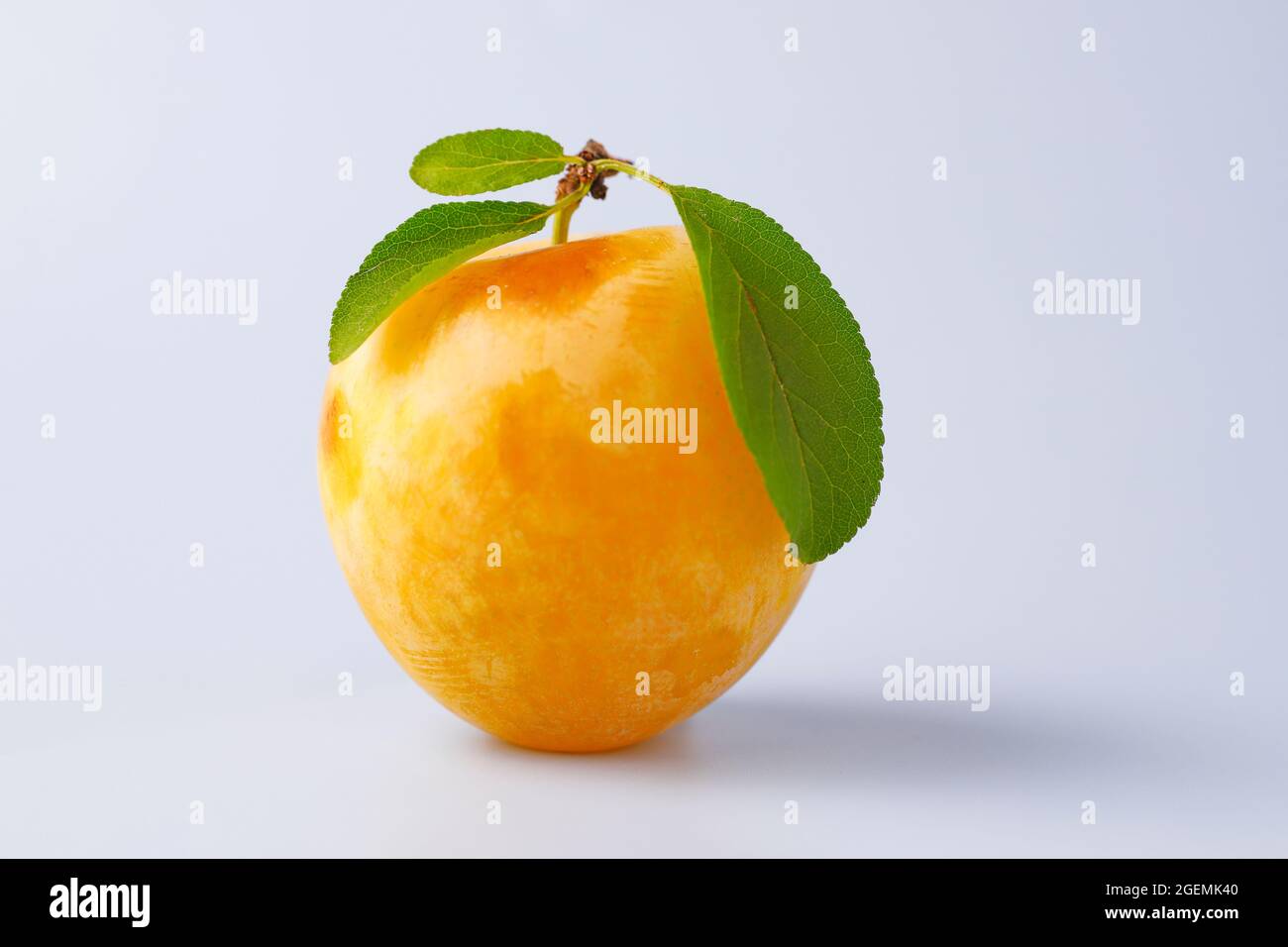 A close up of a golden plum with three leaves in a studio setting Stock ...