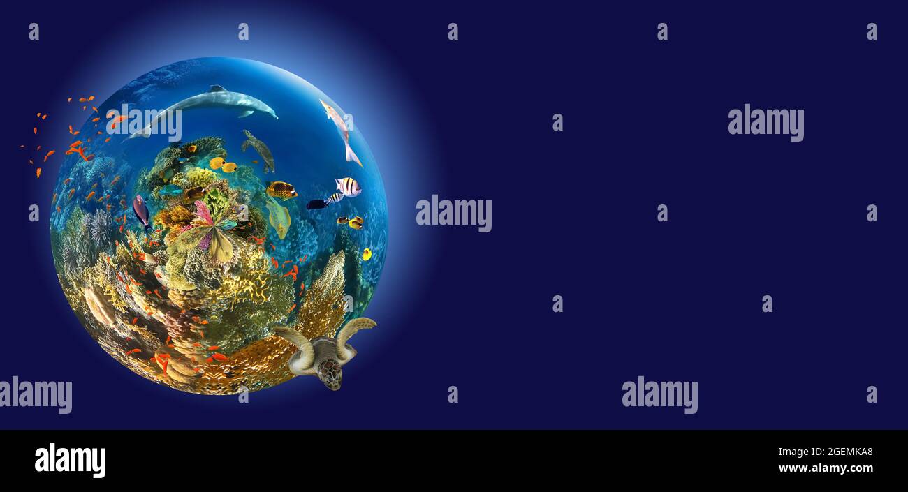 underwater paradise background - coral reef wildlife nature collage ...