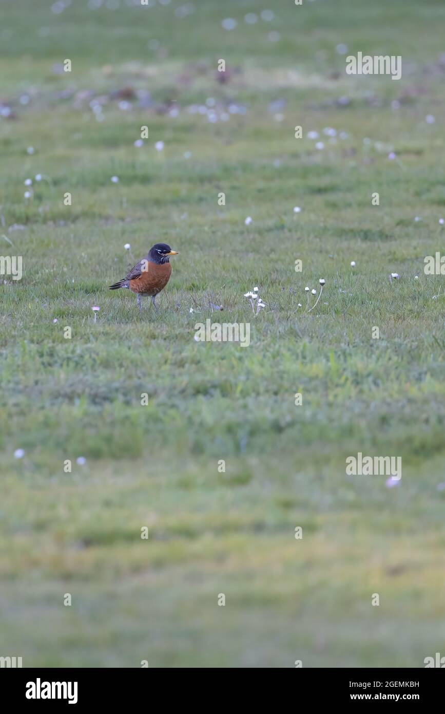 red robin hopping around on some grass with wild flowers growing in it ...