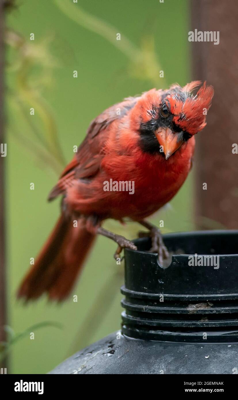 Molting Northern Cardinal on a backyard feeder Stock Photo - Alamy