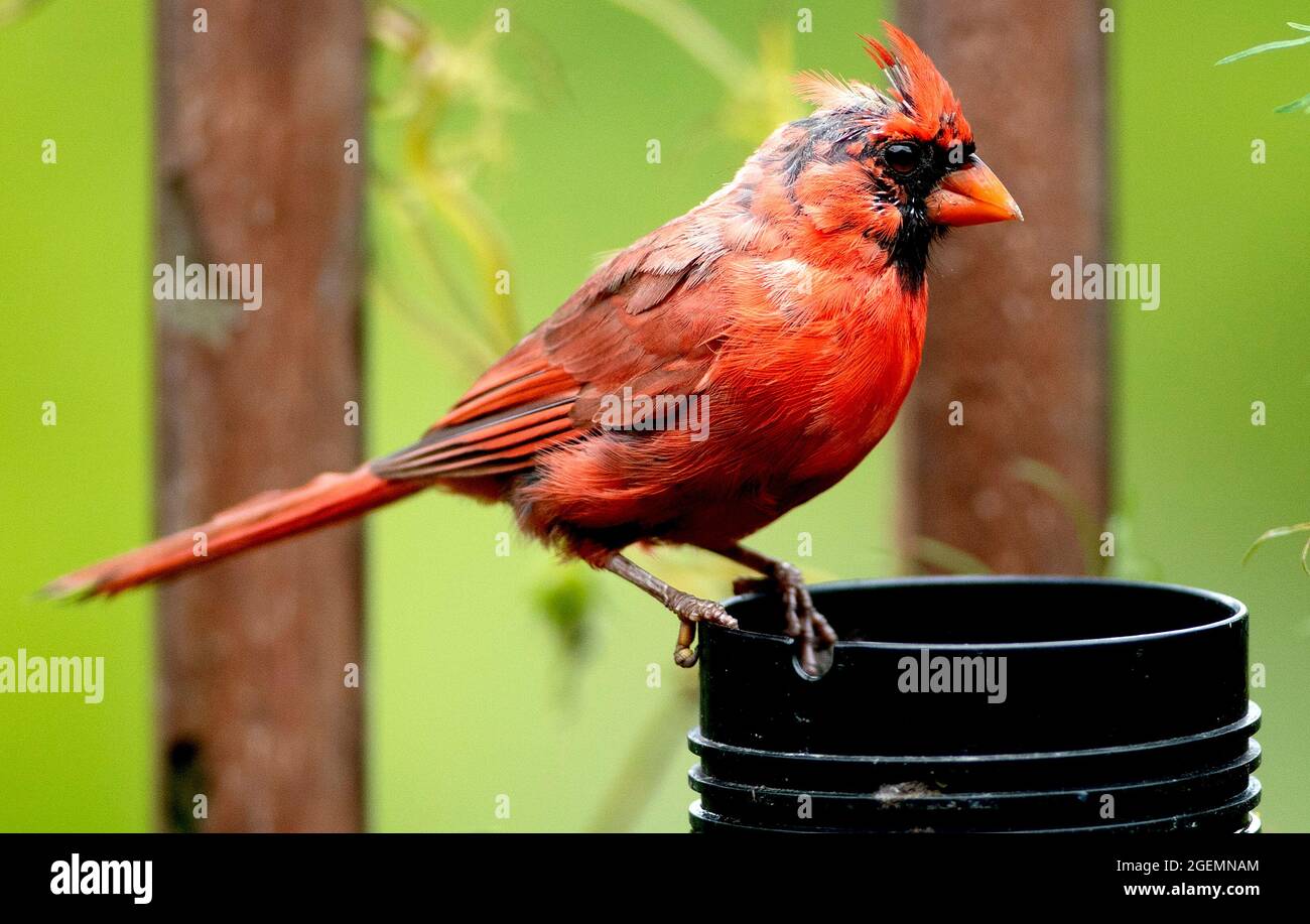 Molting Northern Cardinal on a backyard feeder Stock Photo - Alamy