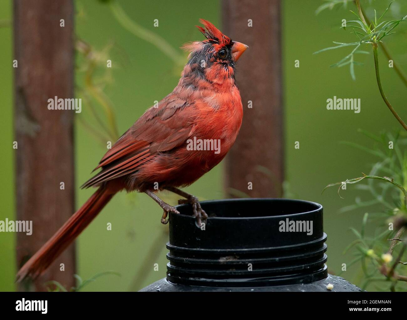 Molting Northern Cardinal on a backyard feeder Stock Photo - Alamy