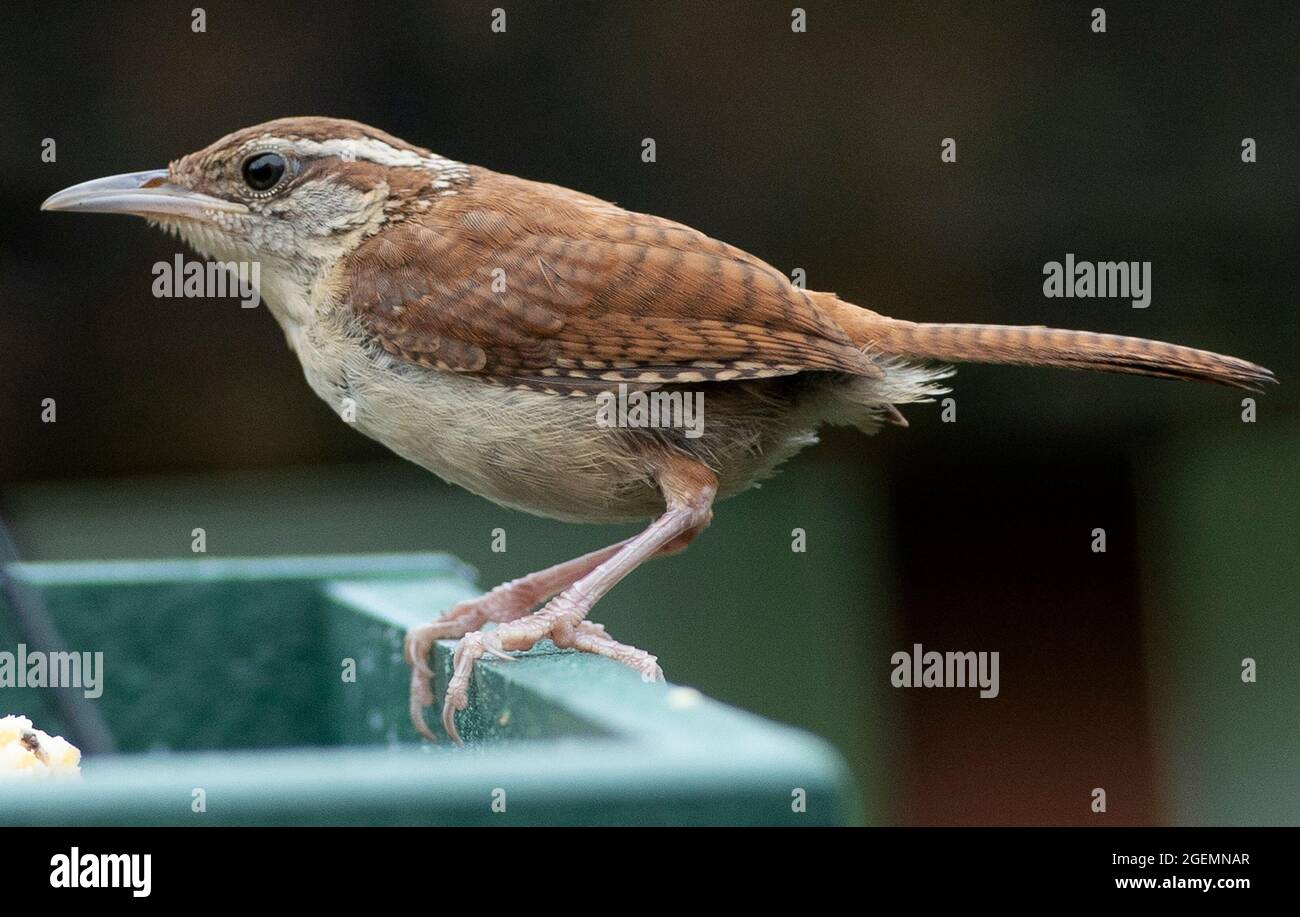 Carolina Wren on the edge of the bird feeder Stock Photo - Alamy