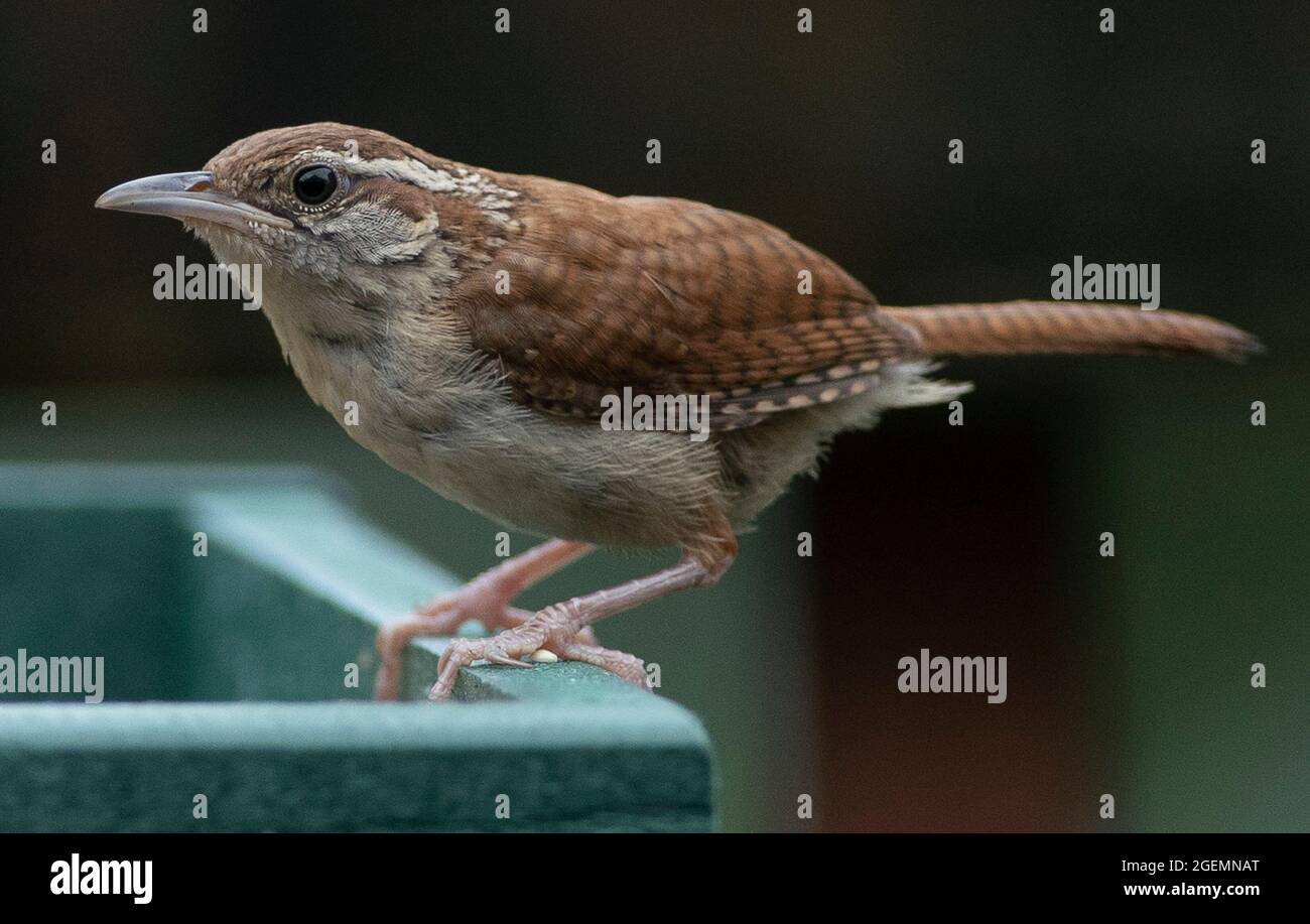 Carolina Wren on the edge of the bird feeder Stock Photo - Alamy