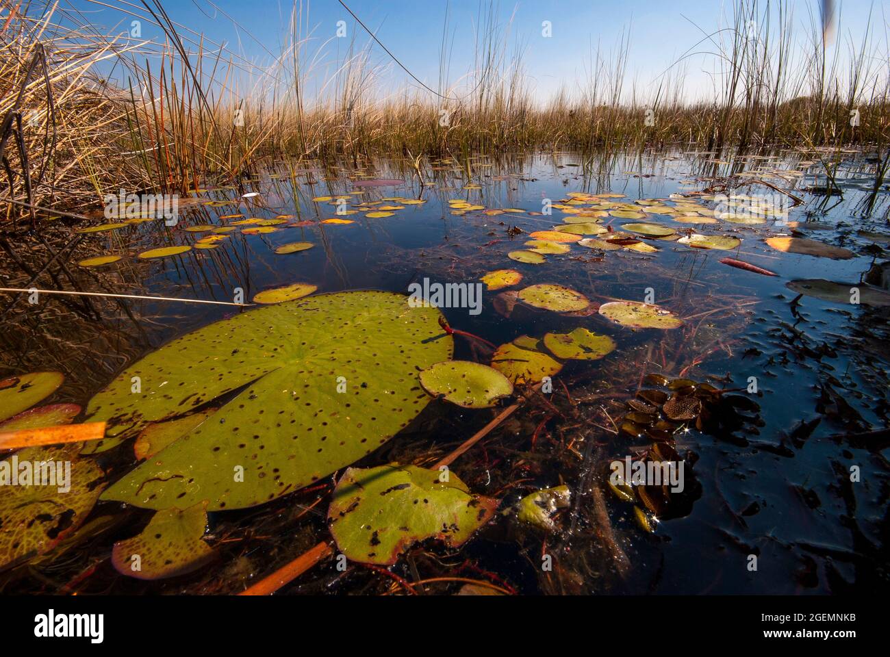 Water lilies on the Okavango river near Caprivi Strip, Namibia Stock ...