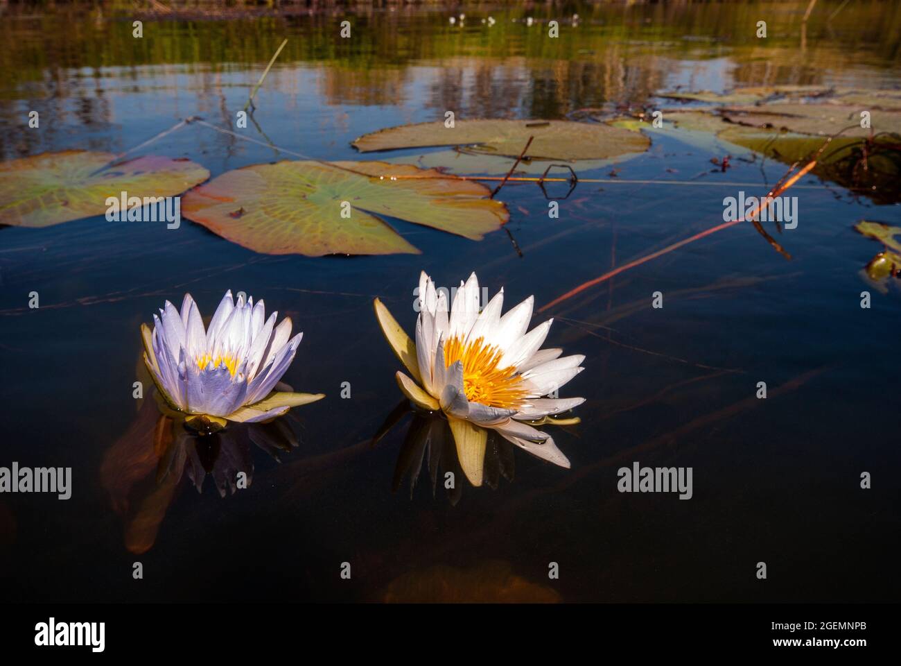 Water lilies on the Okavango river near Caprivi Strip, Namibia Stock ...