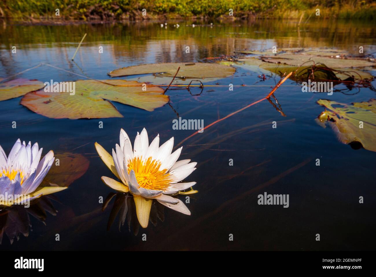 Water lilies on the Okavango river near Caprivi Strip, Namibia Stock ...