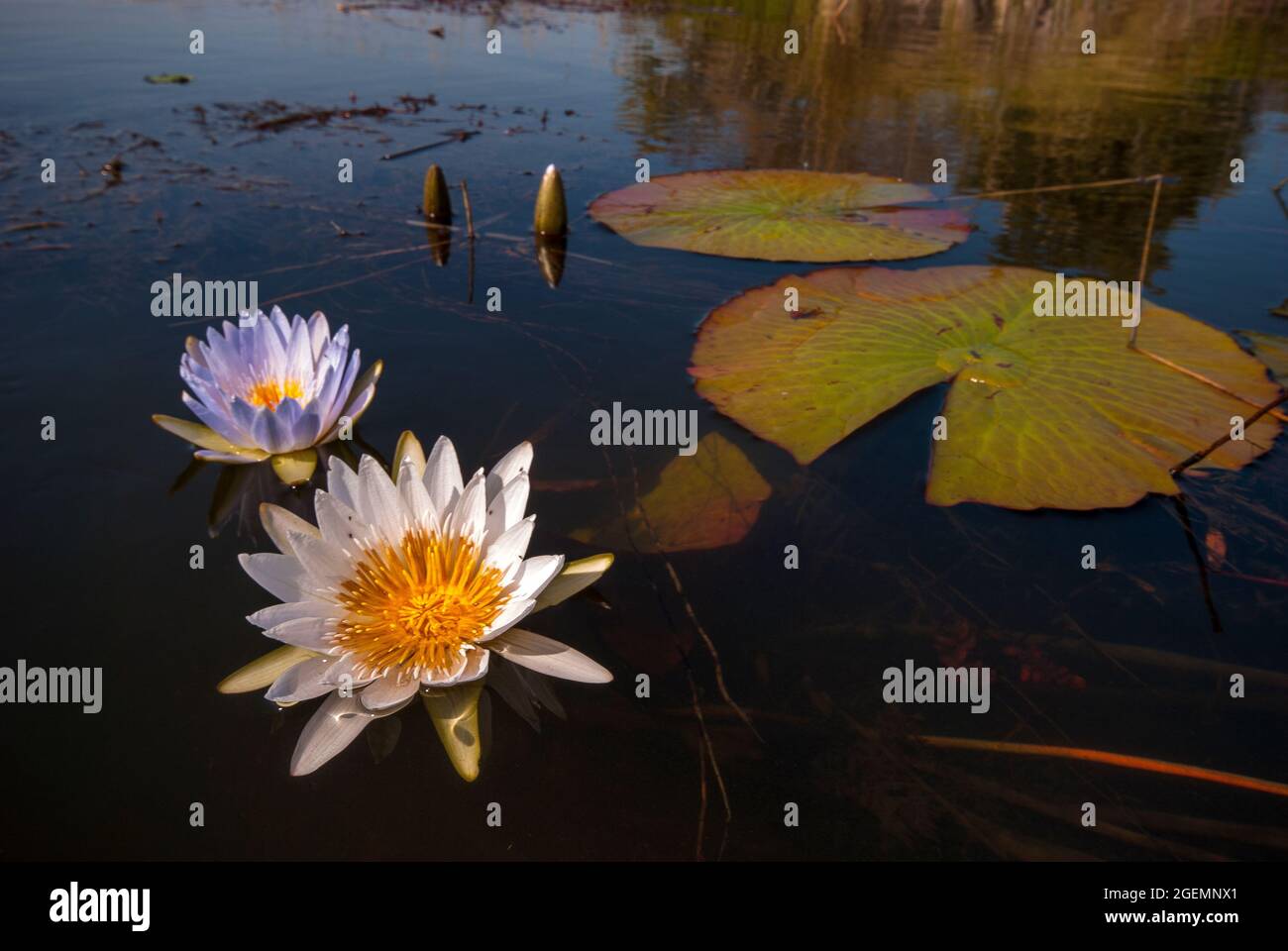 Water lilies on the Okavango river near Caprivi Strip, Namibia Stock ...