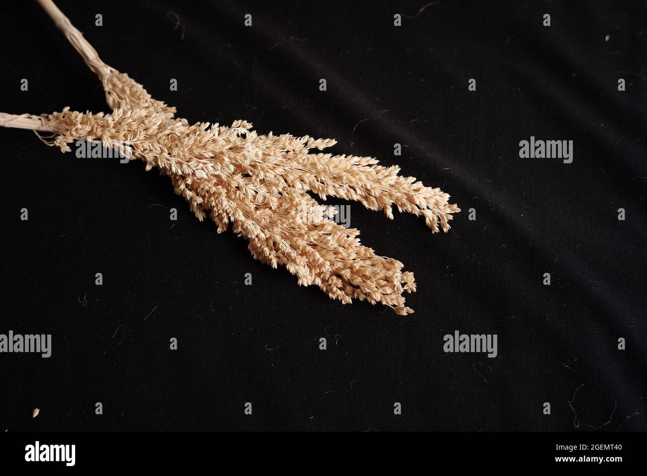 wheat ornament isolated on black background. grain texture and dirty ...