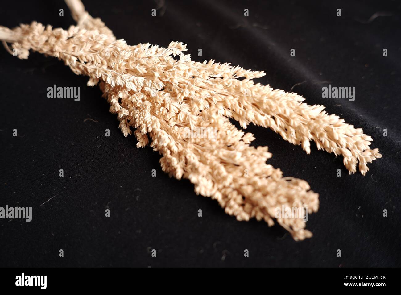 wheat ornament isolated on black background. grain texture and dirty ...