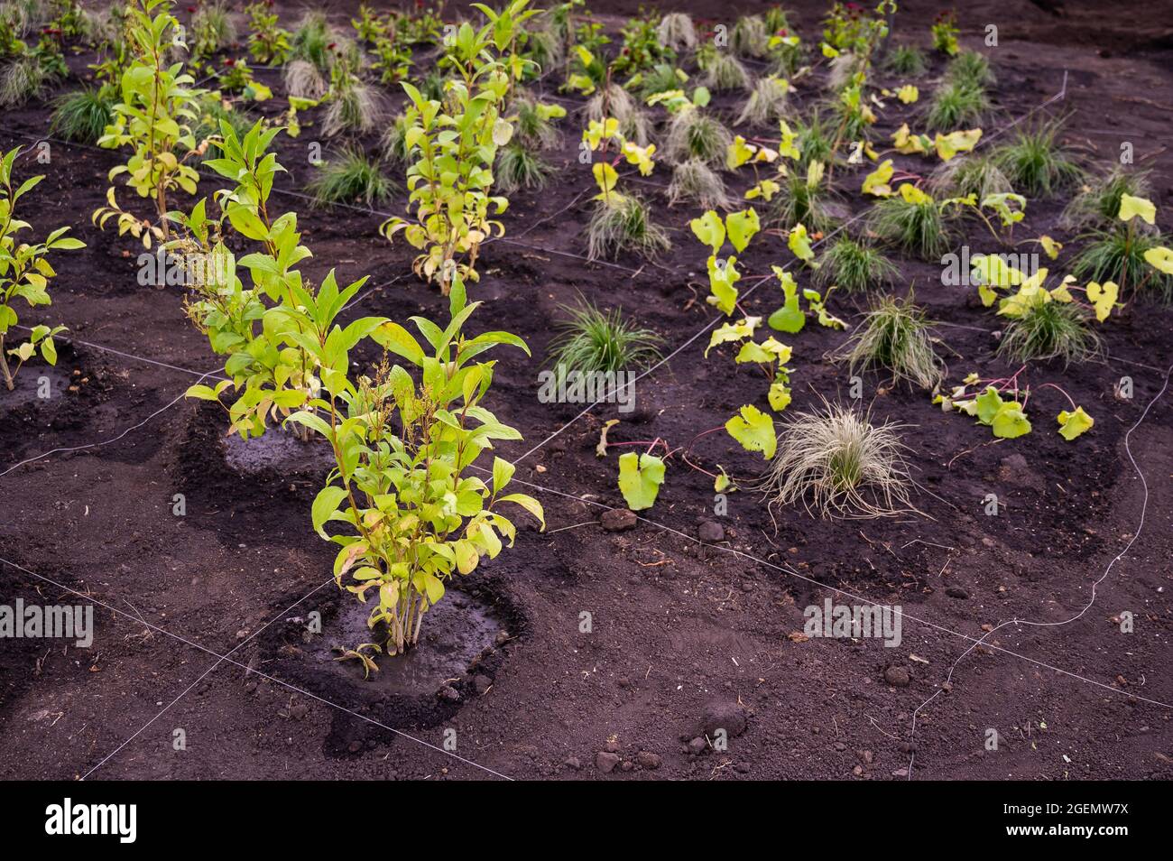 Landscaping. A lined plot of land for planting ornamental plants Stock ...