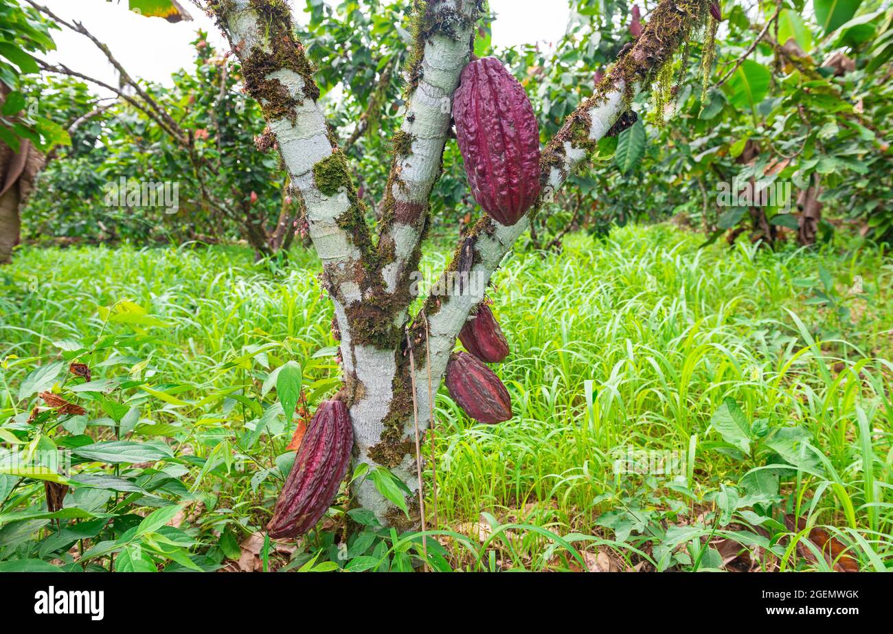 Cacao or cocoa tree (Theobroma cacao) with fruits, Cuyabeno wildlife ...