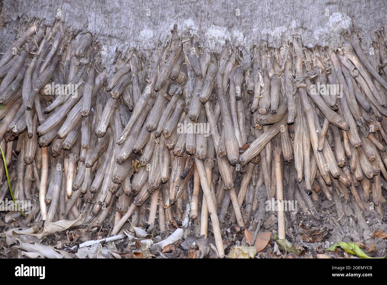 The stem and roots of the coconut tree are like thick threads Stock ...