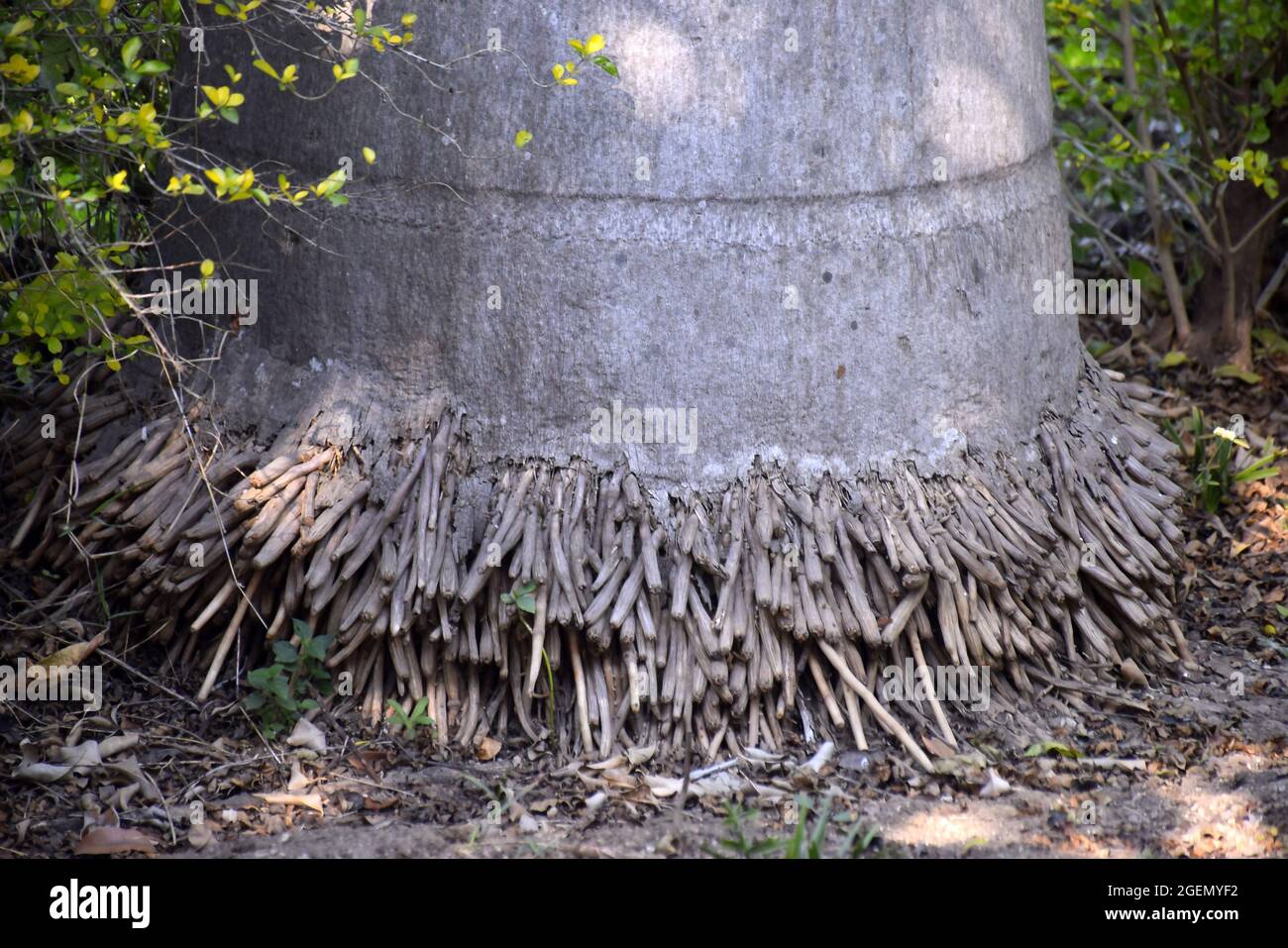 The stem and roots of the coconut tree are like thick threads Stock ...