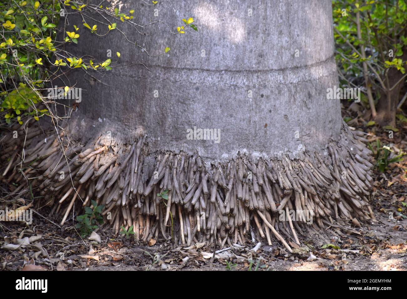 The stem and roots of the coconut tree are like thick threads Stock ...
