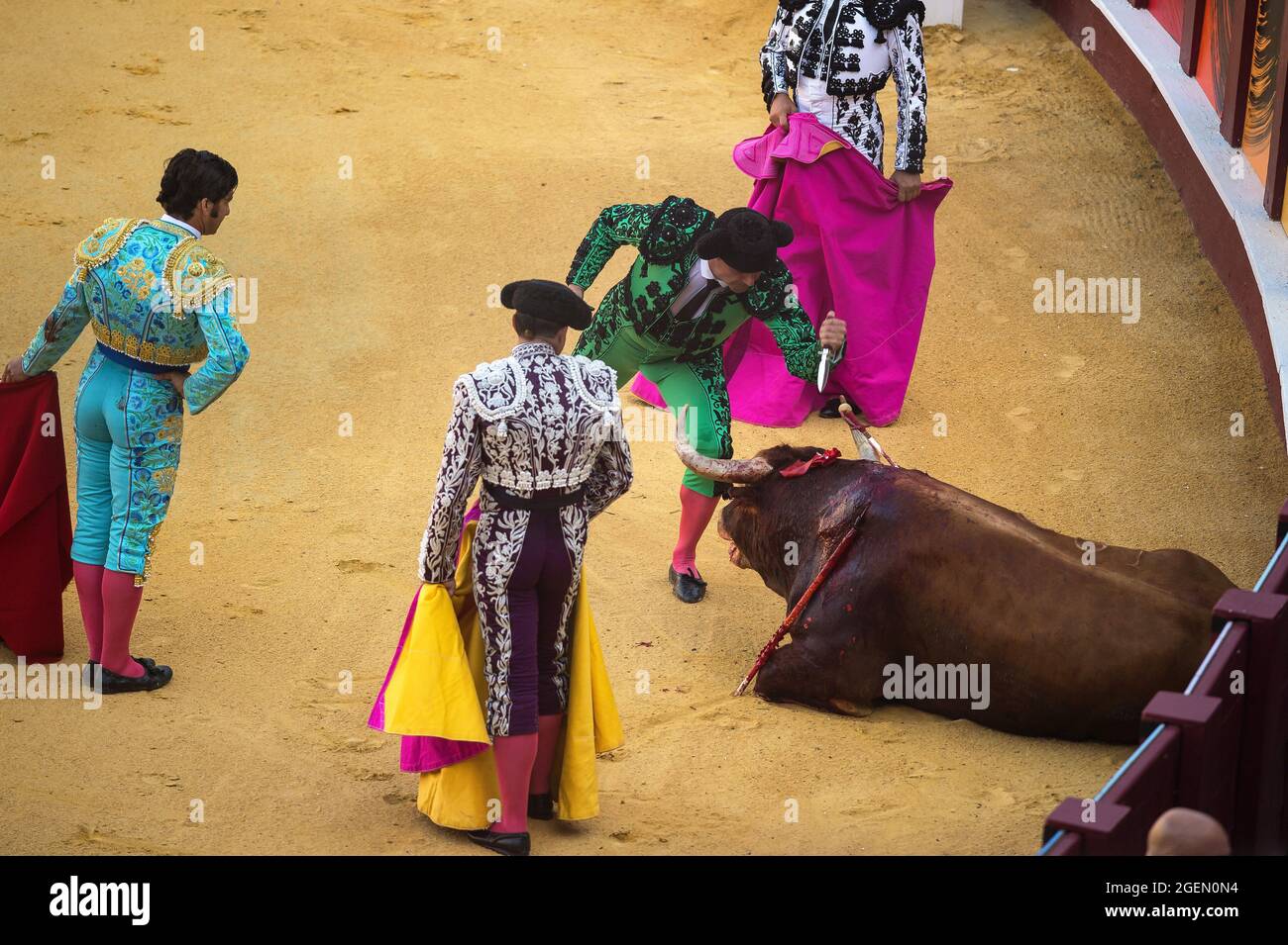 An assistant is seen sticking a dagger into a bull during a 'Picassiana ...