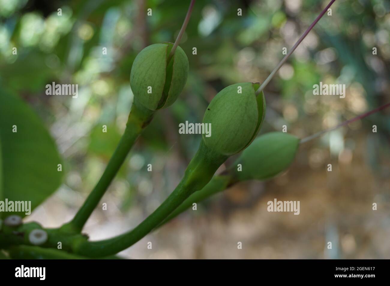 Barringtonia asiatica fruit with a natural background. This plant also ...