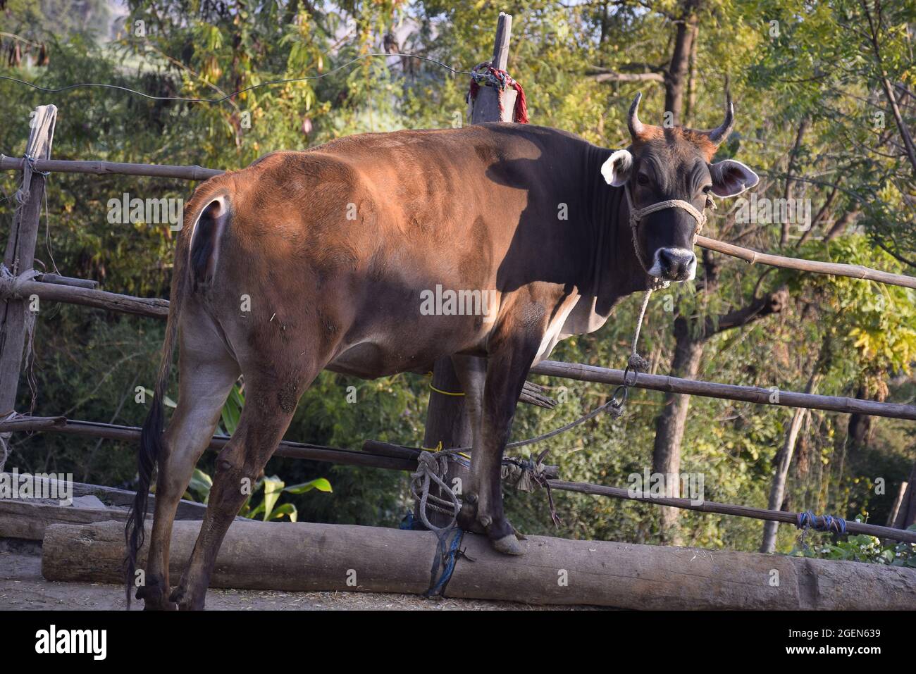 The red cow standing on the palm tree is looking towards the camera ...