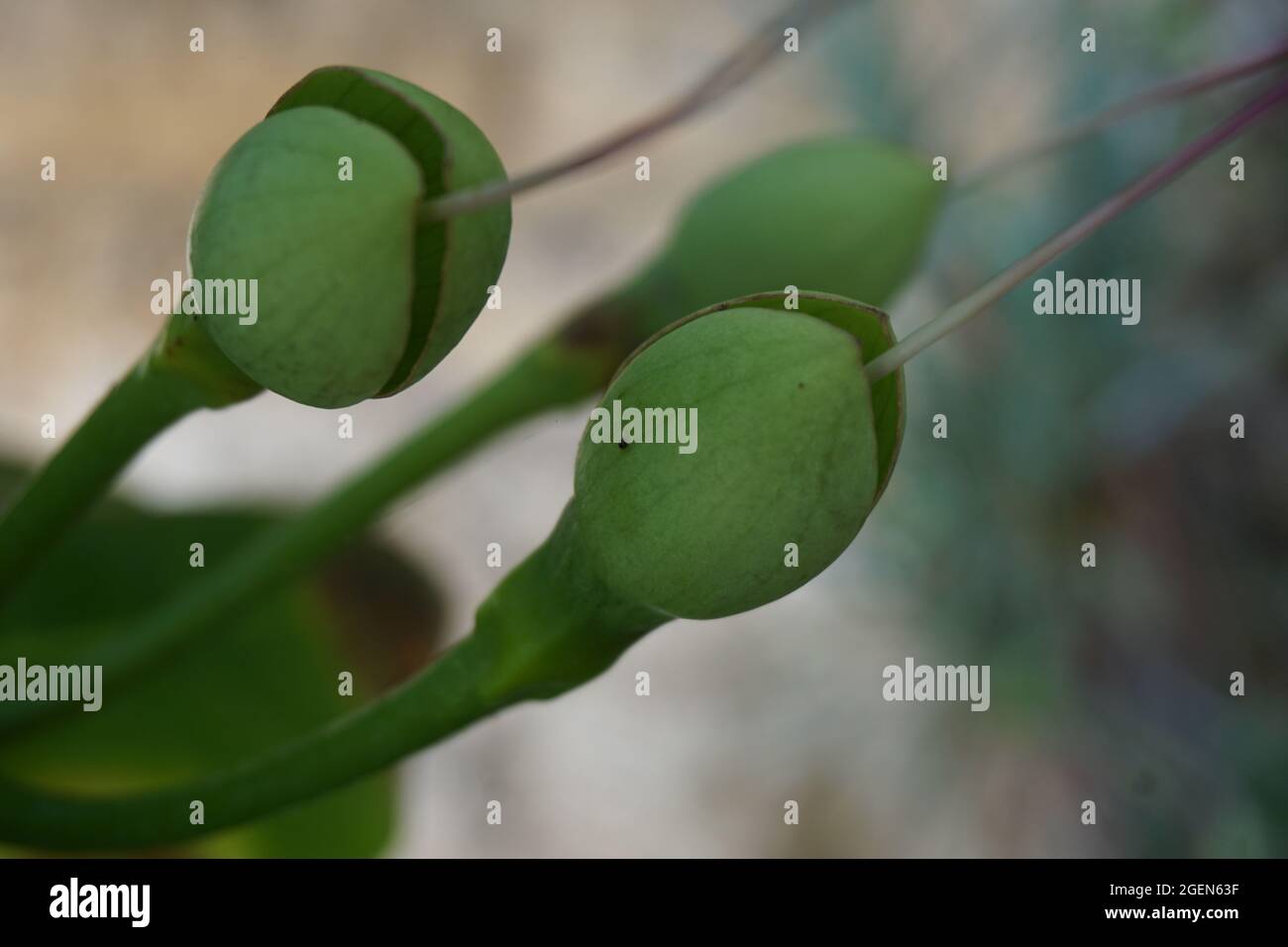 Barringtonia asiatica fruit with a natural background. This plant also ...