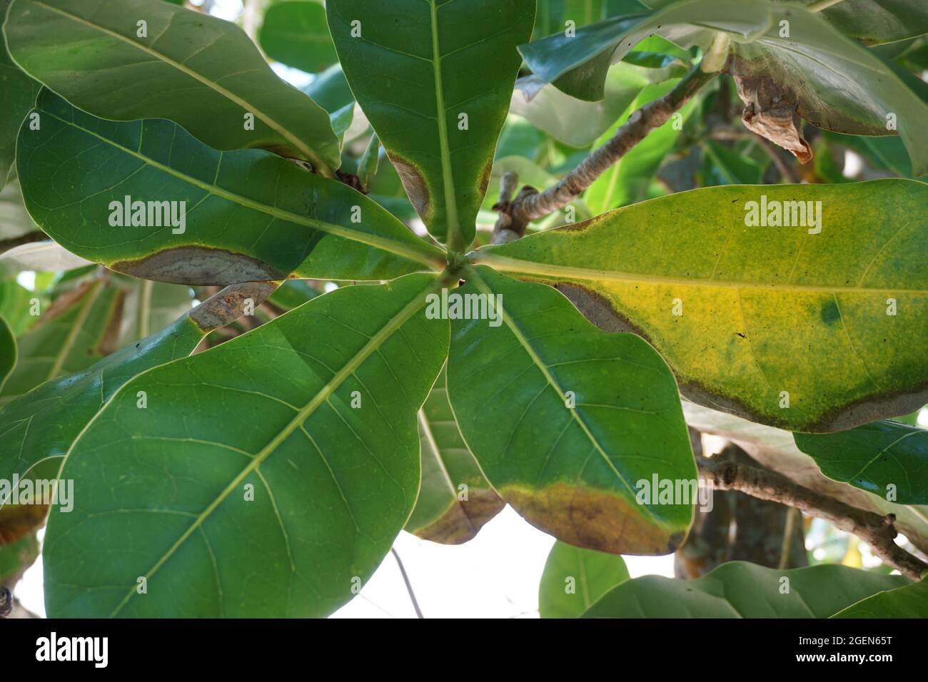 Barringtonia senequei hi-res stock photography and images - Alamy