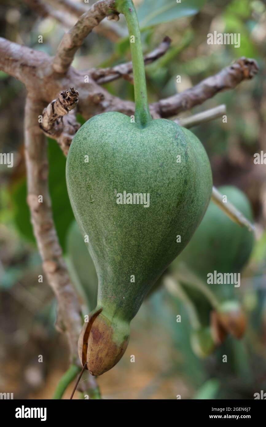 Barringtonia asiatica fruit with a natural background. This plant also ...