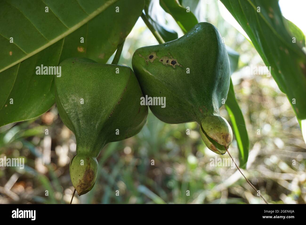 Barringtonia asiatica fruit with a natural background. This plant also ...