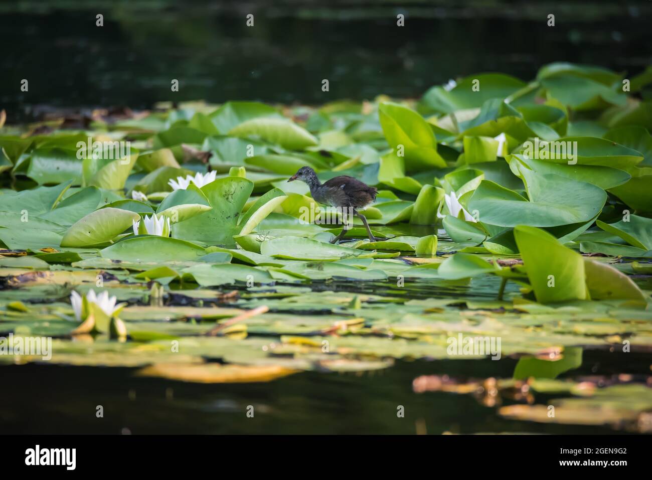 Cute chick of Common moorhen (waterhen or swamp chicken) on wild water ...