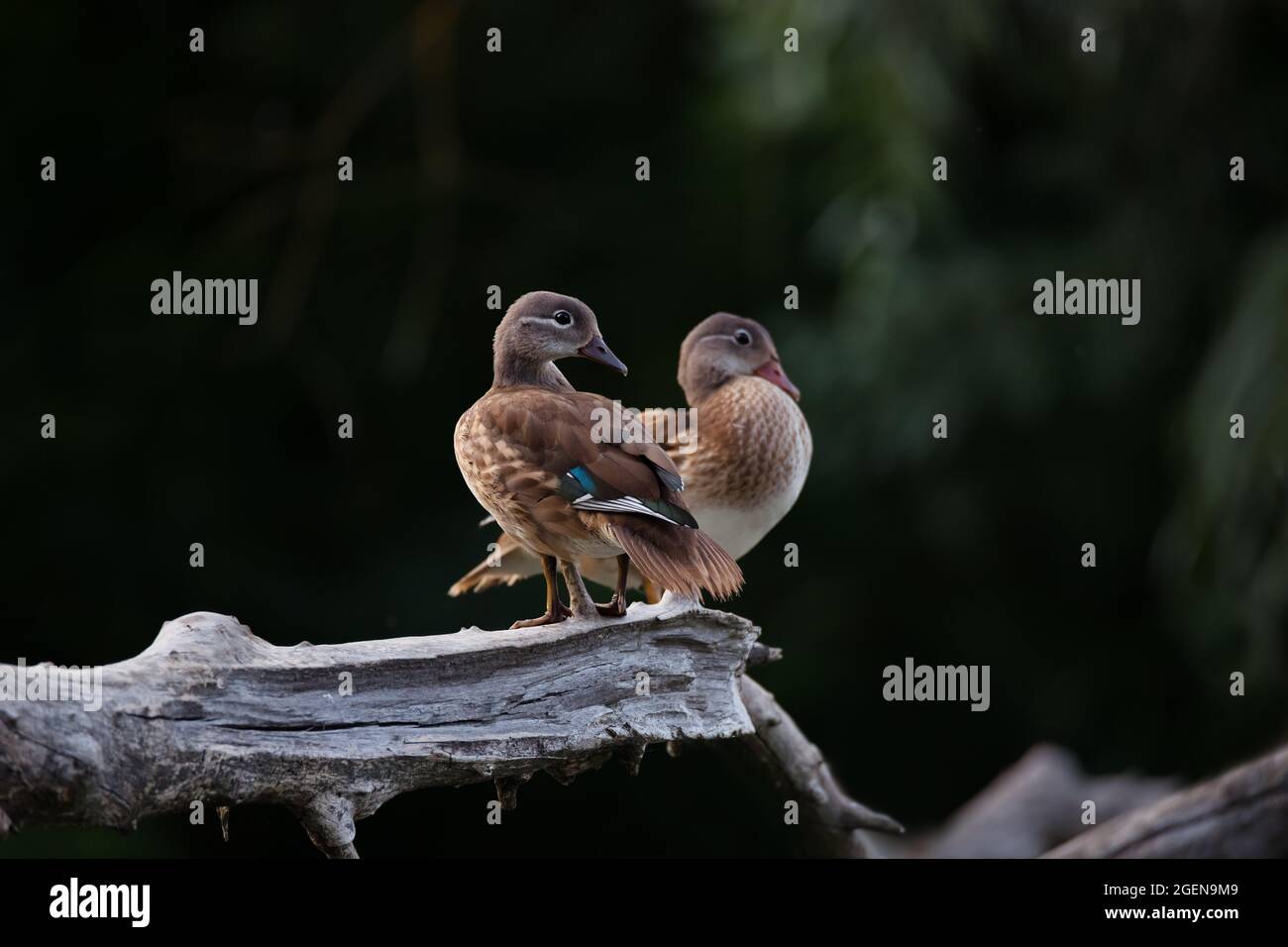 Closeup of beautiful Mandarin Ducks (Aix galericulata) sitting on dry ...