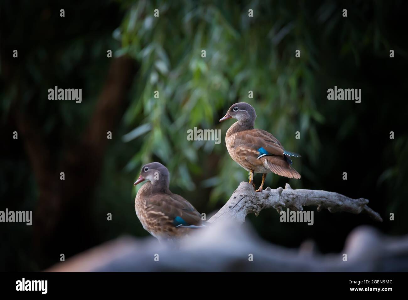 Closeup of beautiful Mandarin Ducks (Aix galericulata) sitting on dry ...