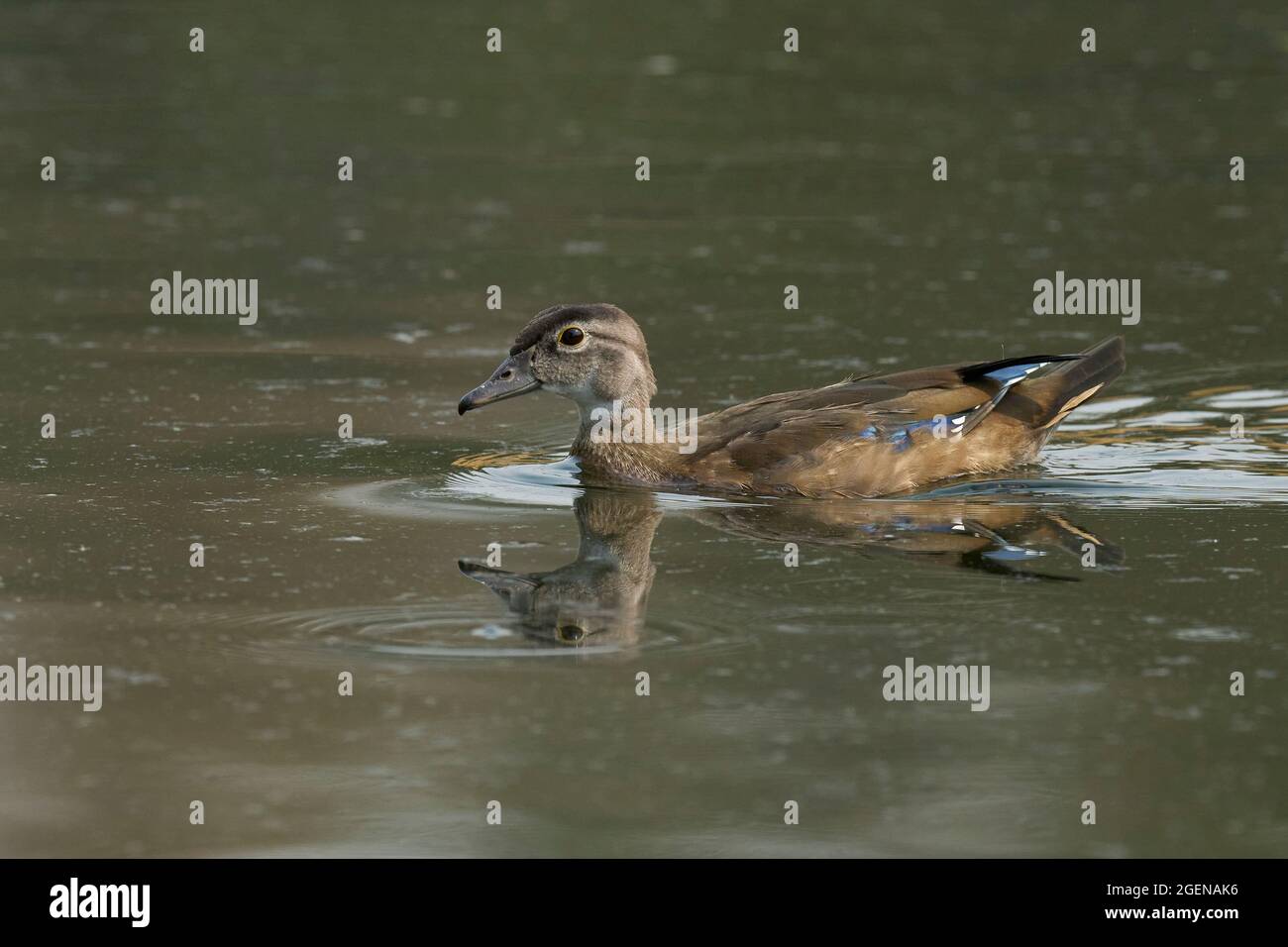immature male Wood Duck (Aix sponsa), Sacramento County California USA ...
