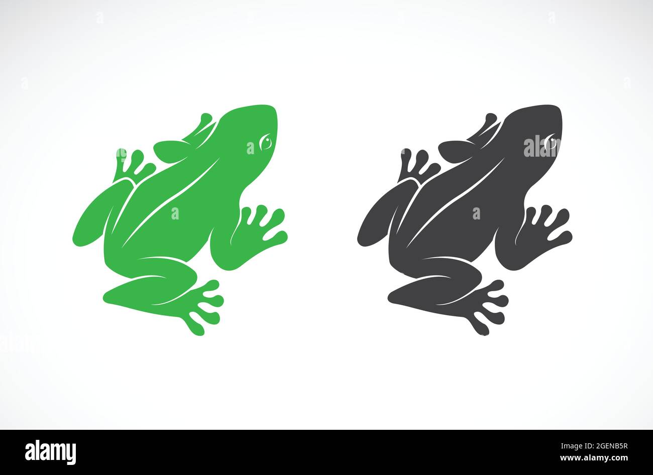 Vector of frogs design on white background. Amphibian. Animal. Easy ...