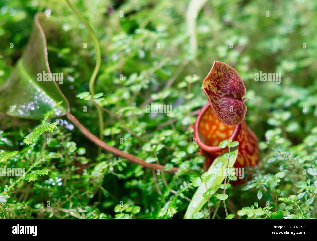 plants are predators. Insect Catcher Plant Botanical Garden. unusual ...