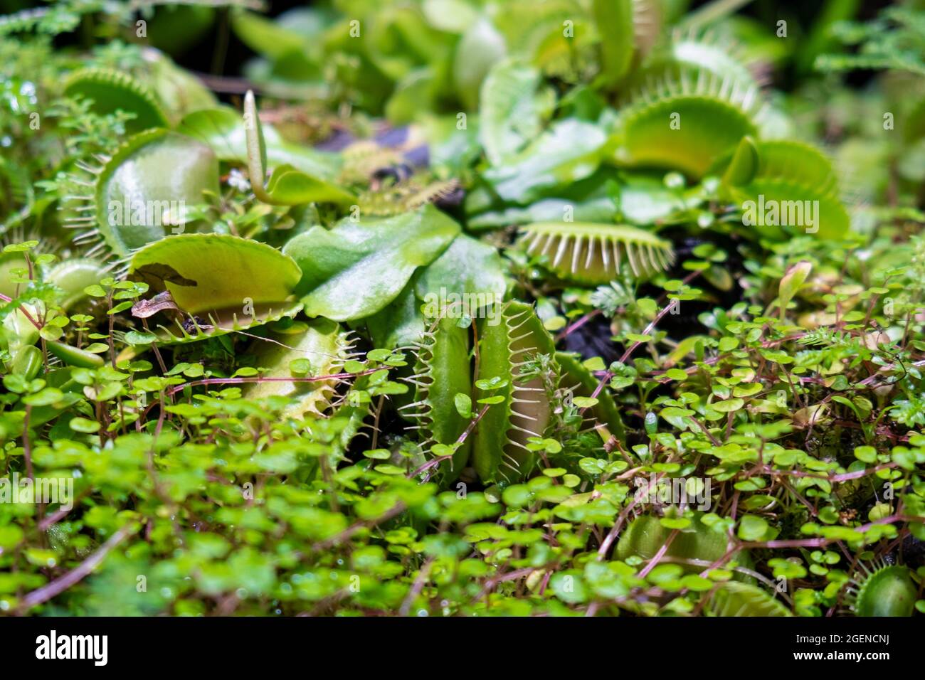 plants are predators. Insect Catcher Plant Botanical Garden. Dionaea ...