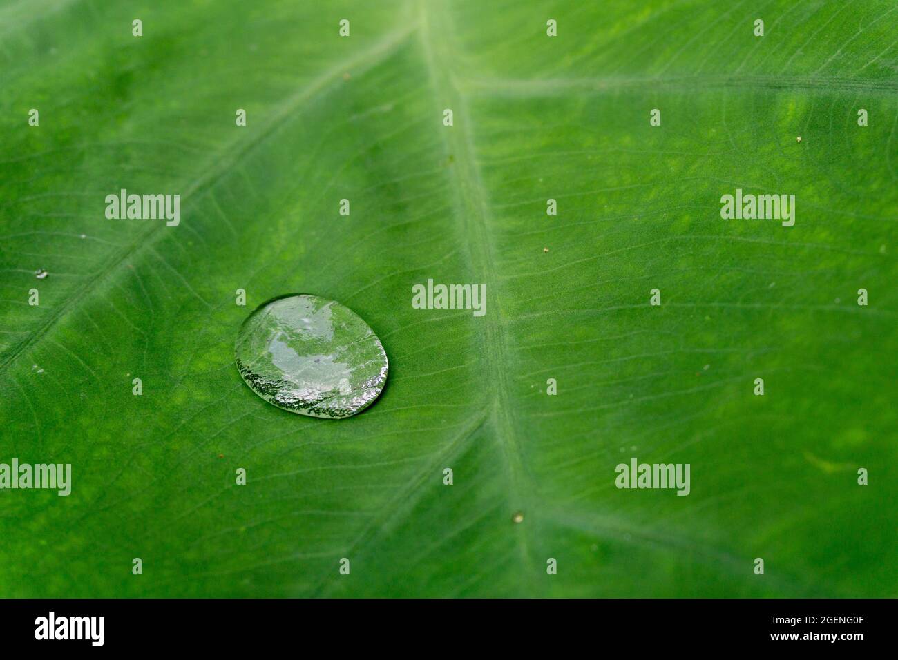 Colocasia leaves hi-res stock photography and images - Alamy
