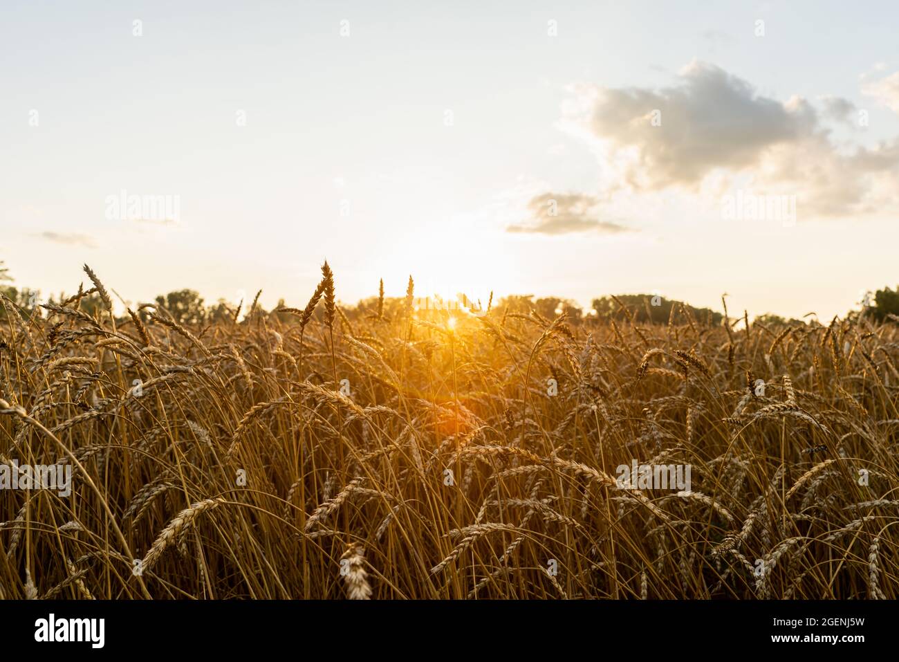 Ripe golden wheat spikelets on the field in beautiful sunset lights ...