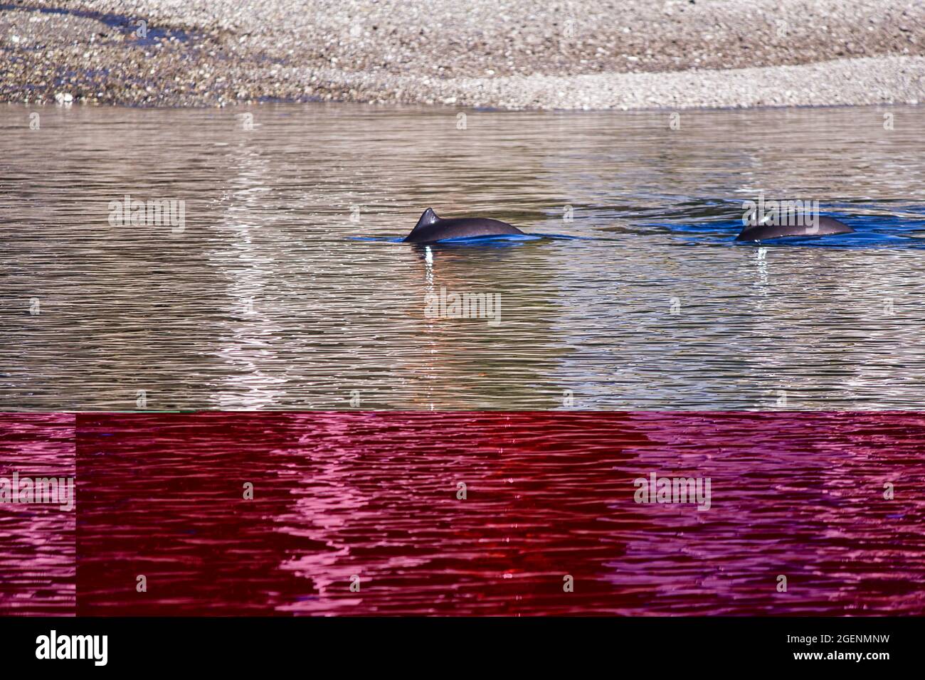 Two dolphins swimming at the edge of the shore in the bay in washington ...