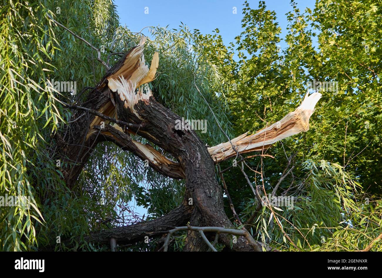 Broken Tree Branch. Storm damaged willow tree branch Stock Photo - Alamy Broken Tree Branch. Storm damaged willow tree branch Stock Photo - Alamy
