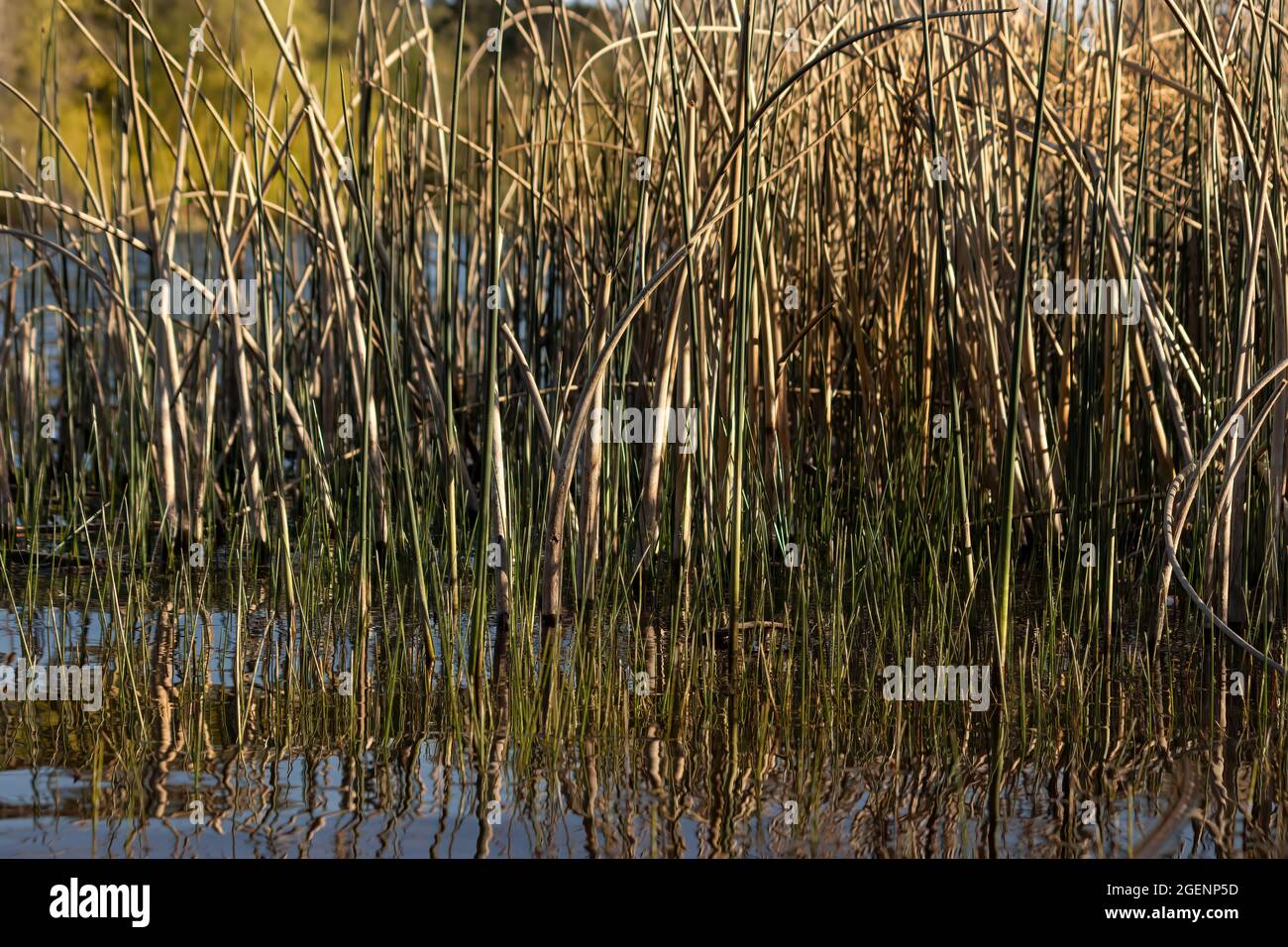 Tall reeds growing in water hi-res stock photography and images - Alamy