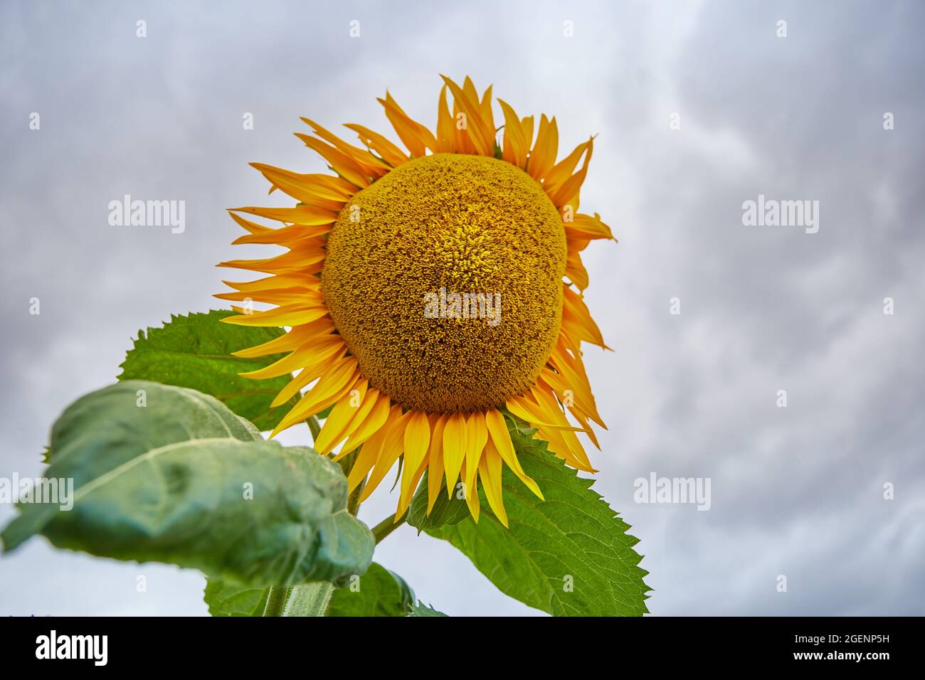 closed plane of a sunflower with very nice rounded shape and Stock ...