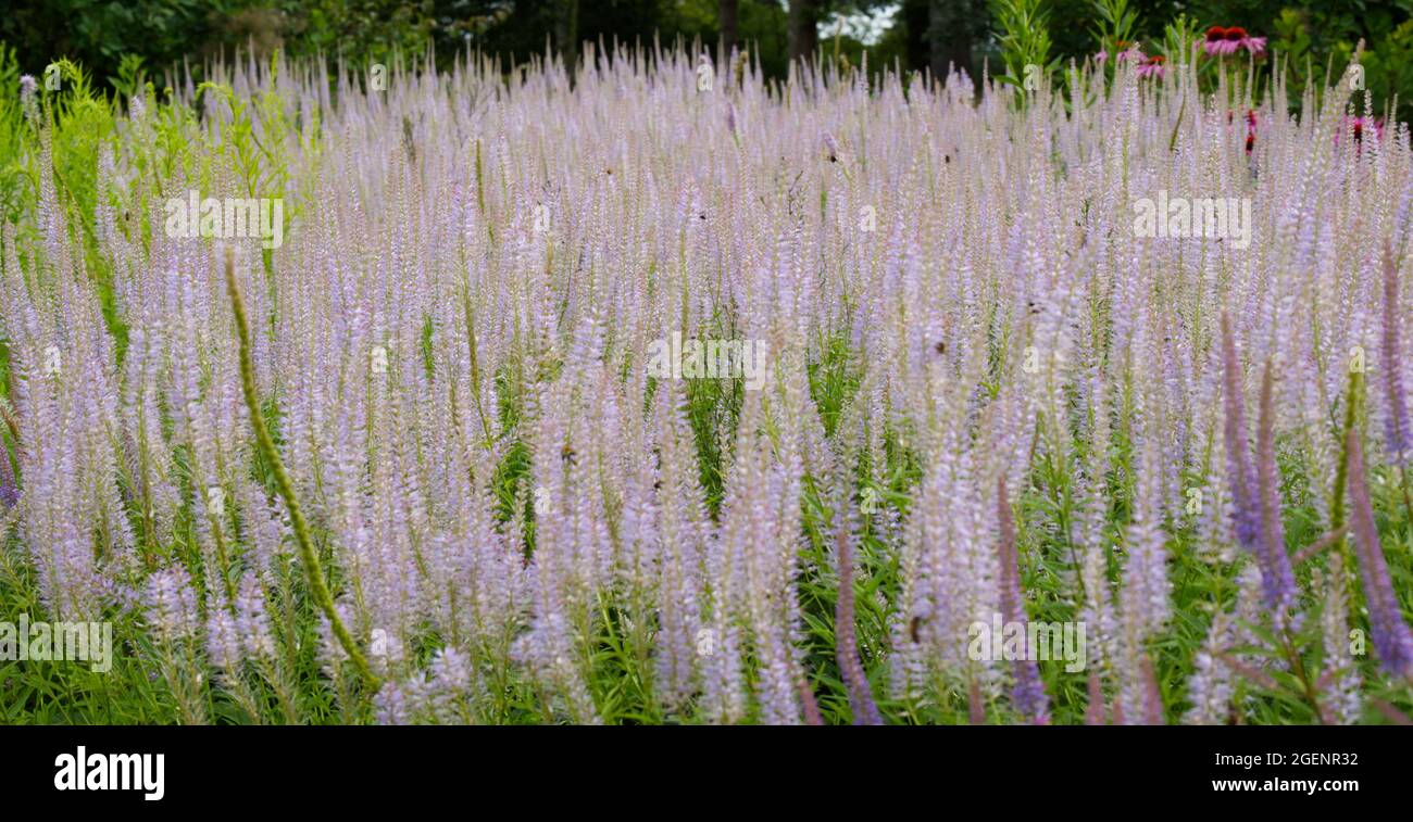 Pale pink summer flowers of Veronicastrum virginicum also known as ...