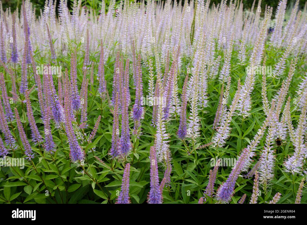 Pale pink summer flowers of Veronicastrum virginicum also known as ...