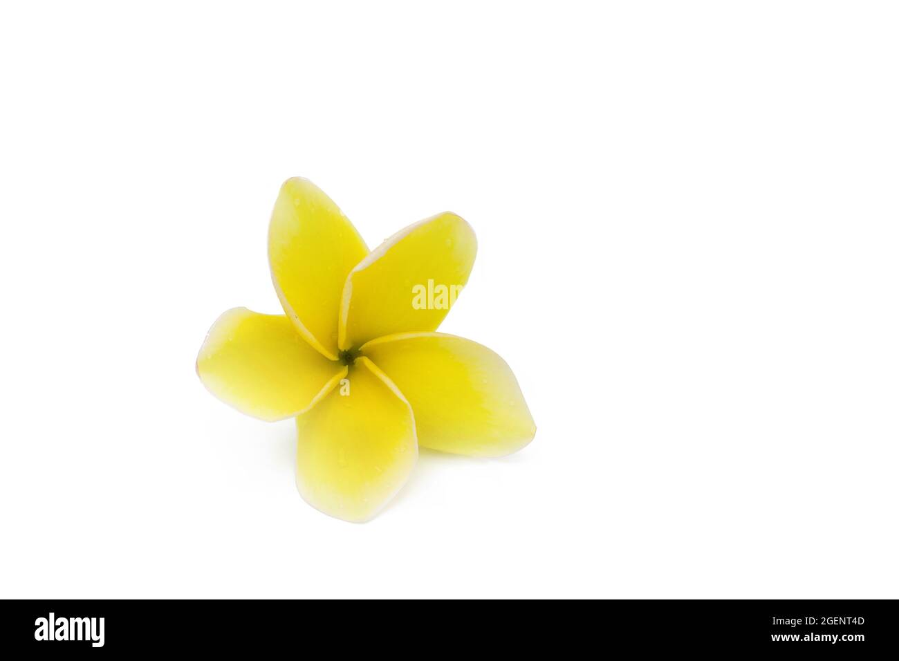 Illustration of a bright yellow flower head on an isolated backgrou ...