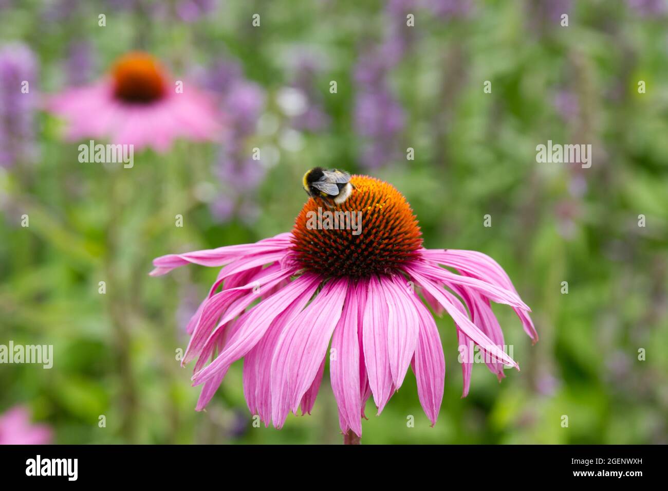 bright pink echinacea purpurea , also known as cone flowers UK summer ...