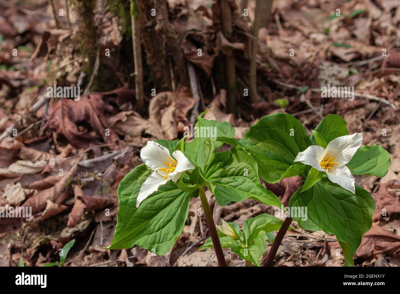 wild trillium in full bloom growing in a forest in late spring Stock ...